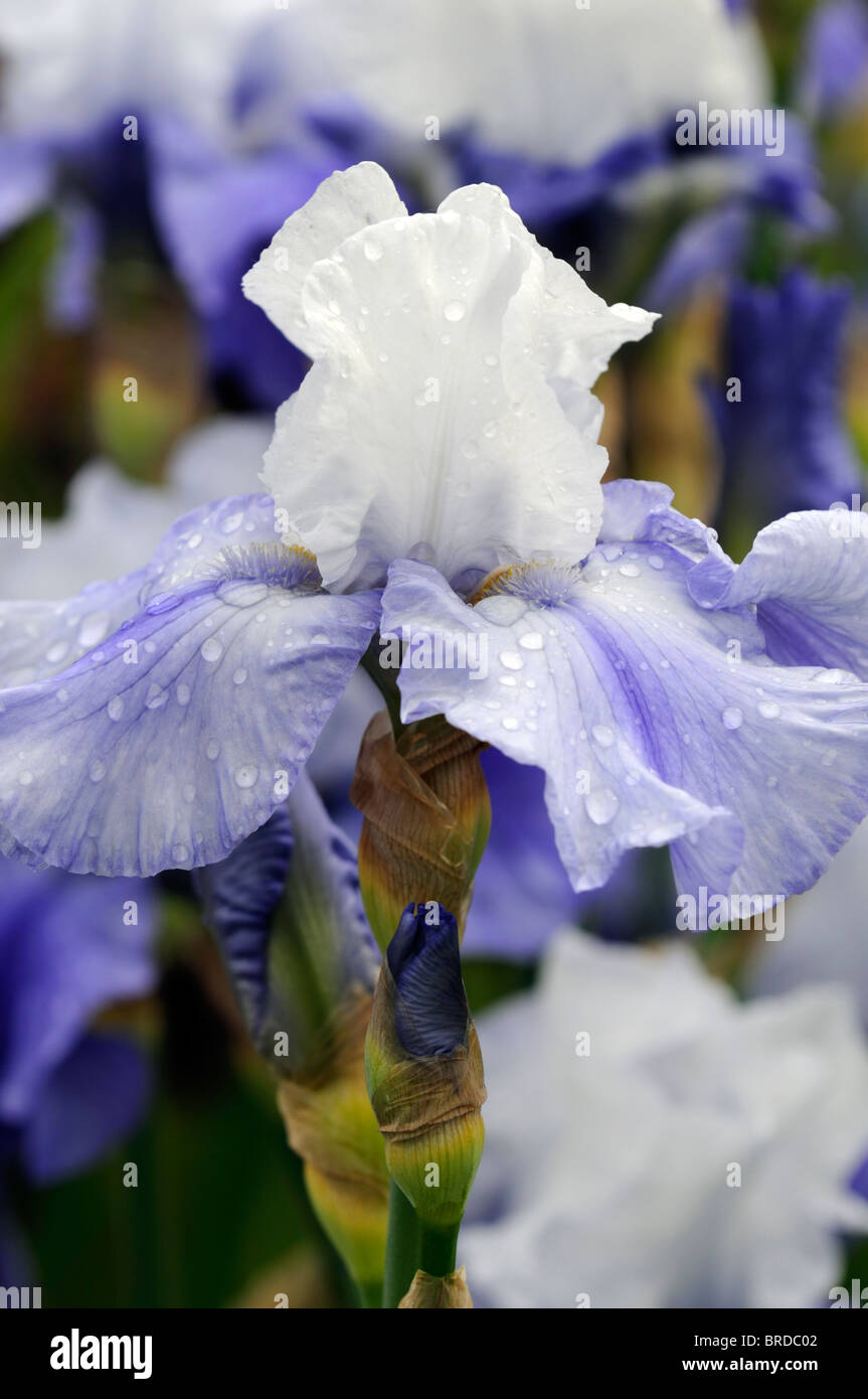 iris brise de mar Bearded Iris germanica German Iris Rhizomatous pale ...