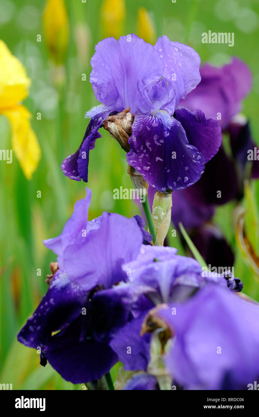 iris extravaganza Bearded Iris germanica German Iris Rhizomatous pale ...