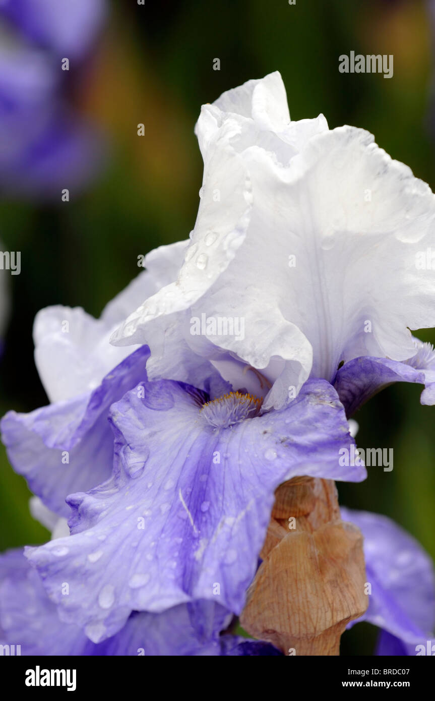 iris brise de mar Bearded Iris germanica German Iris Rhizomatous pale ...