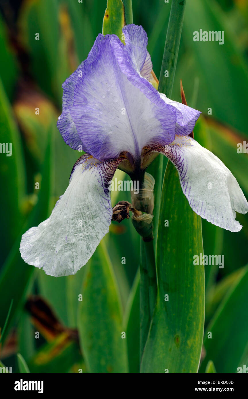 iris Fort Ticonderoga Bearded Iris germanica German Iris Rhizomatous ...