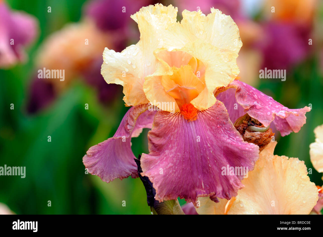 iris frimousse Bearded Iris germanica German Iris Rhizomatous colour ...