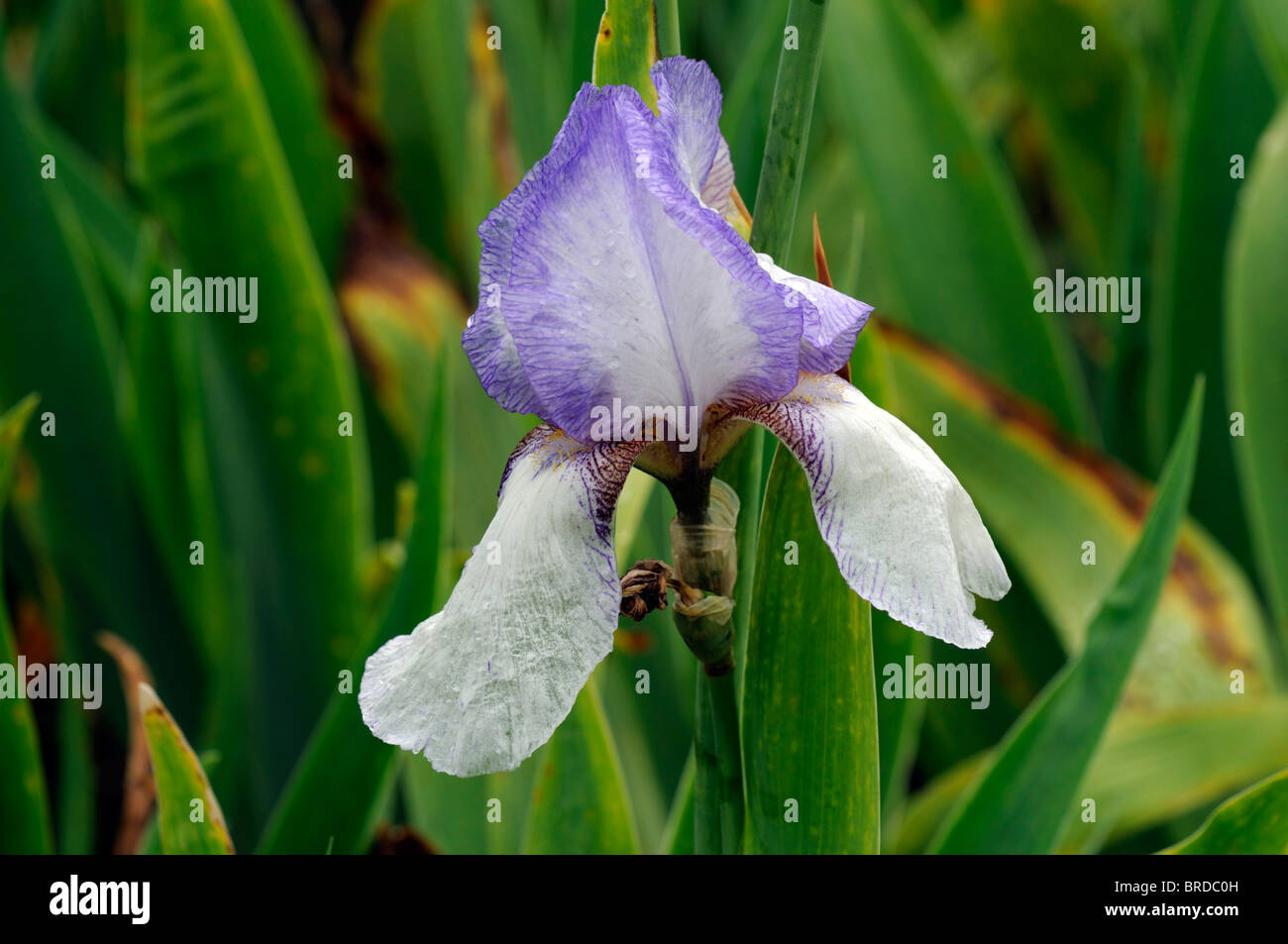 Iris germanica hi-res stock photography and images - Alamy