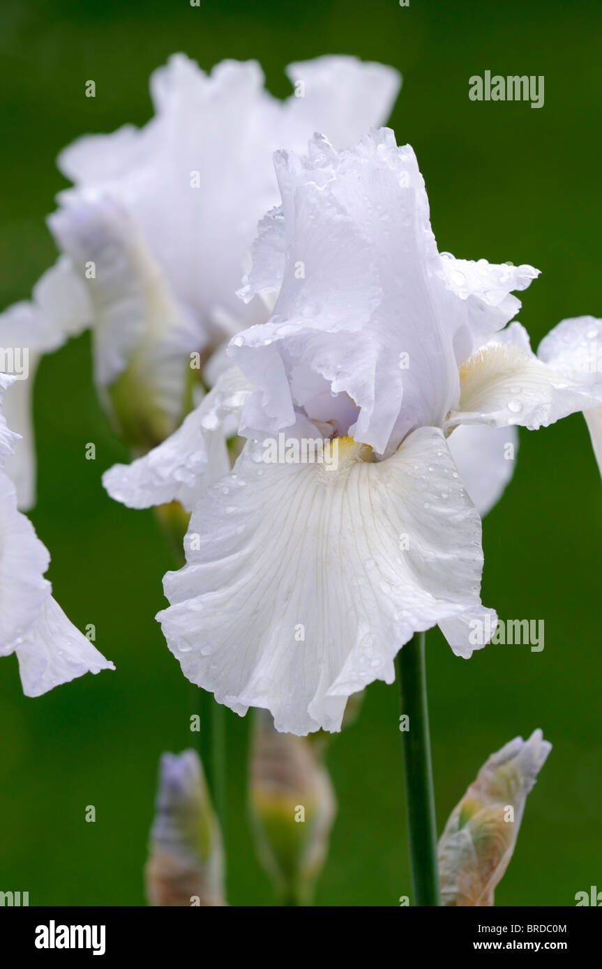 iris frison-roche Bearded Iris germanica German Iris Rhizomatous colour ...