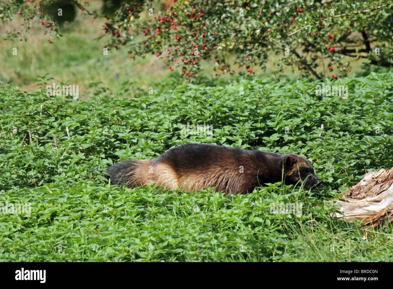 Wolverine (Gulo gulo) - largest member of weasel family Stock Photo - Alamy