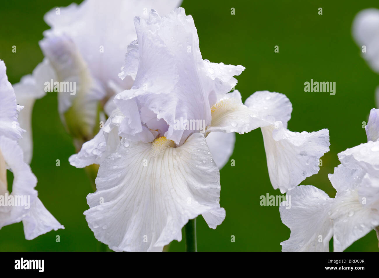 iris frison-roche Bearded Iris germanica German Iris Rhizomatous colour ...