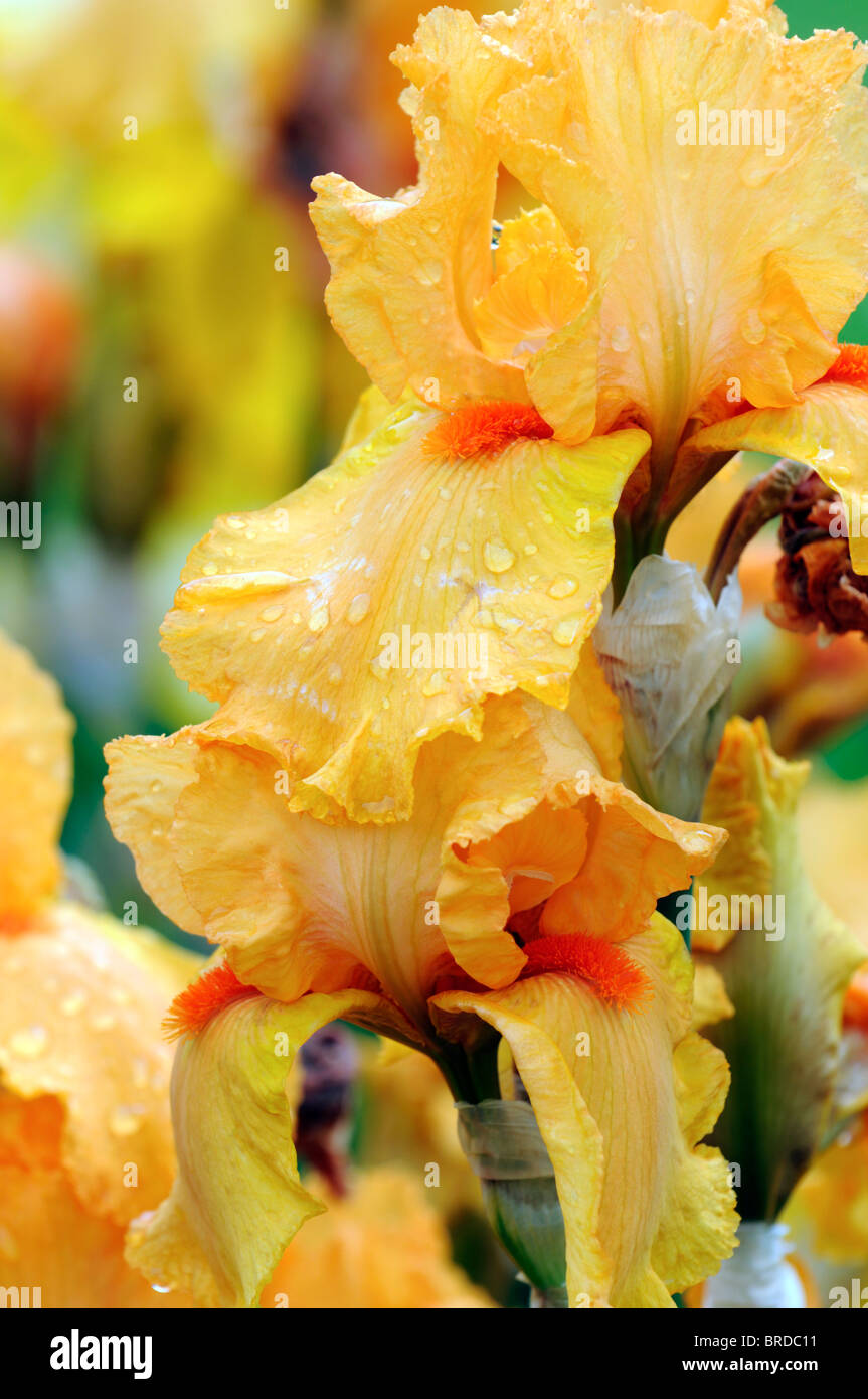 iris fue de ciel Bearded Iris germanica German Iris Rhizomatous gold ...