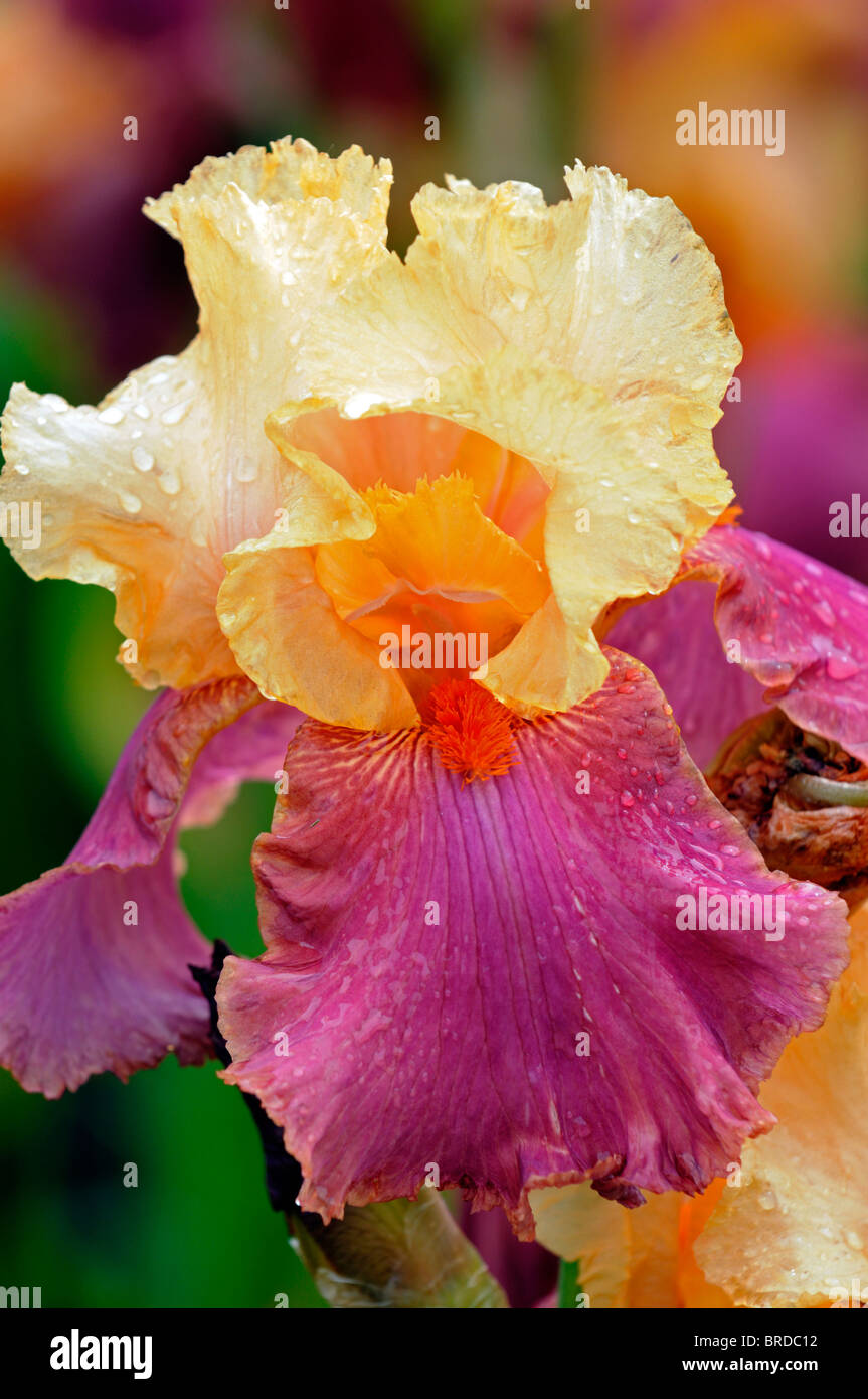 iris frimousse Bearded Iris germanica German Iris Rhizomatous colour ...