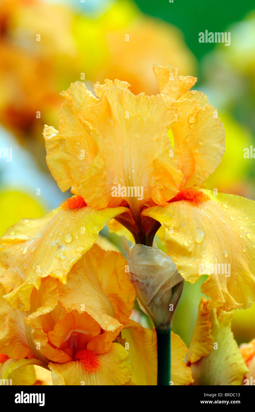 iris fue de ciel Bearded Iris germanica German Iris Rhizomatous gold ...