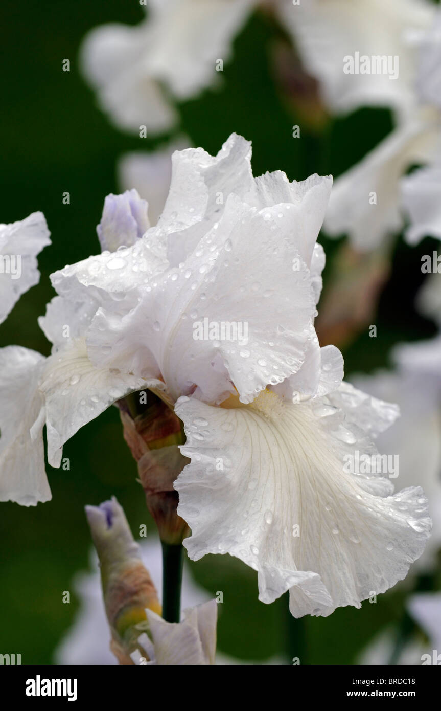 iris frison-roche Bearded Iris germanica German Iris Rhizomatous colour ...