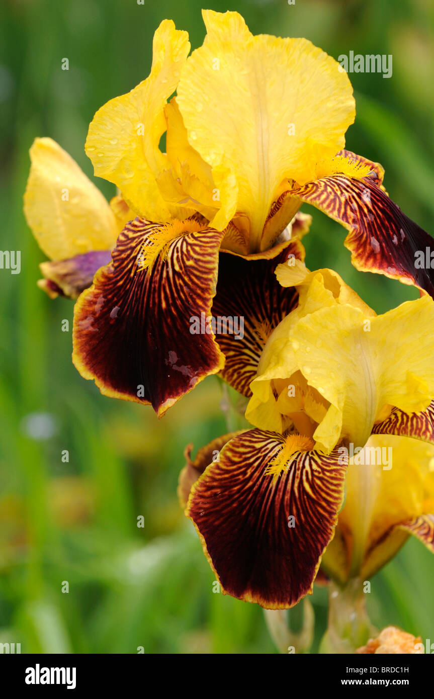 iris high command Bearded Iris germanica German Iris Rhizomatous yellow ...
