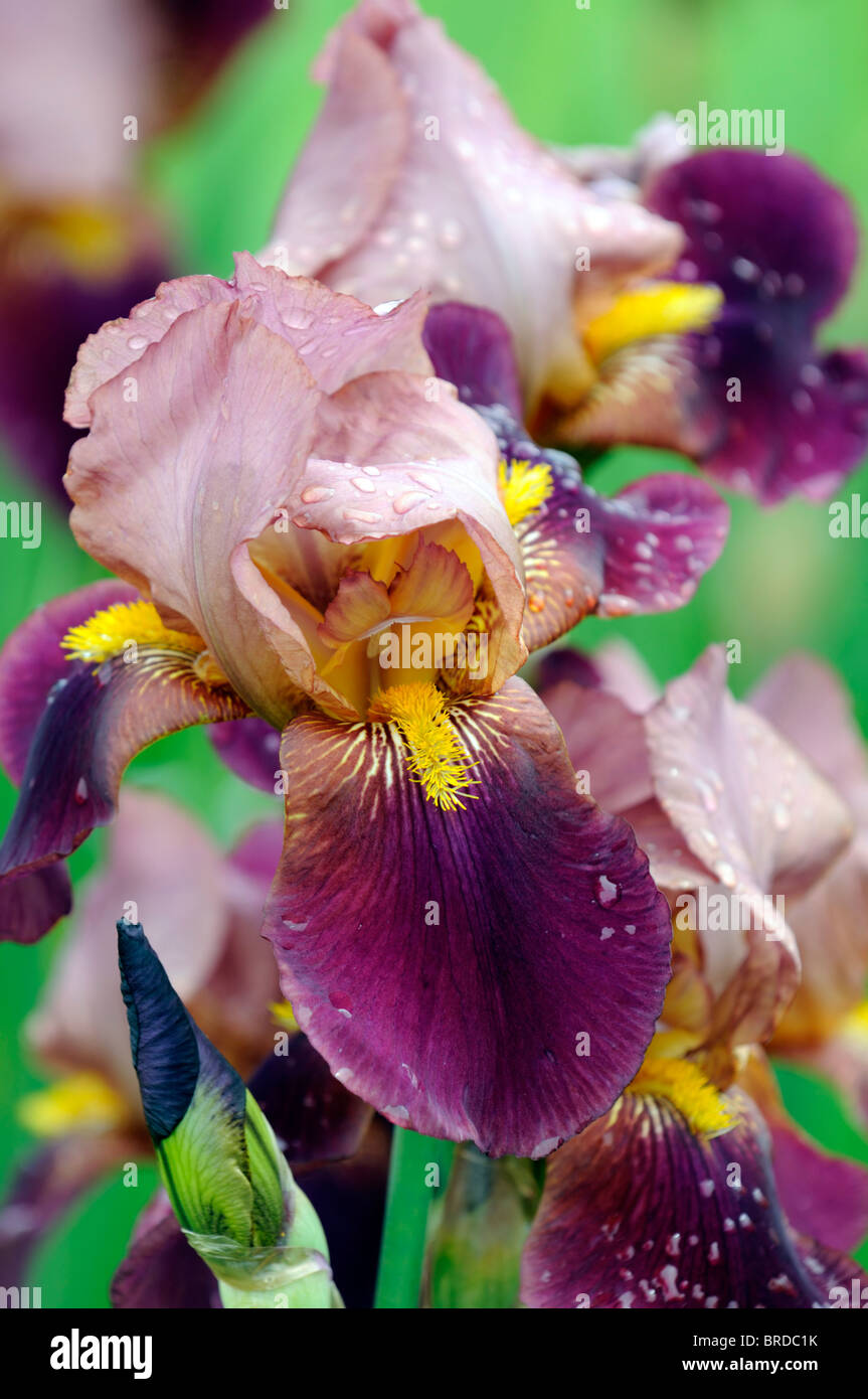 iris depute nomblot Bearded Iris germanica German Iris Rhizomatous pink ...