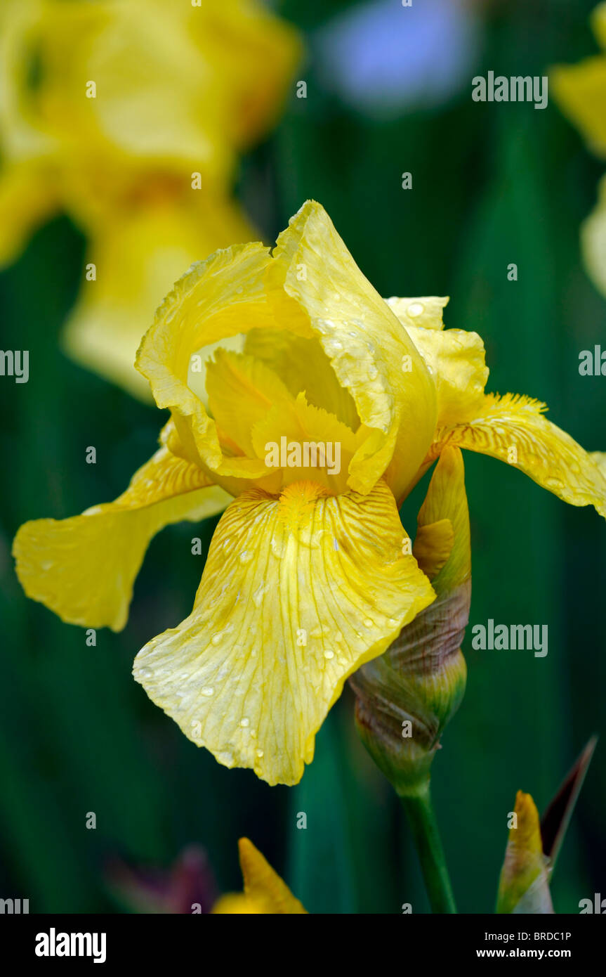 iris golden planet Bearded Iris germanica German Iris Rhizomatous lemon ...