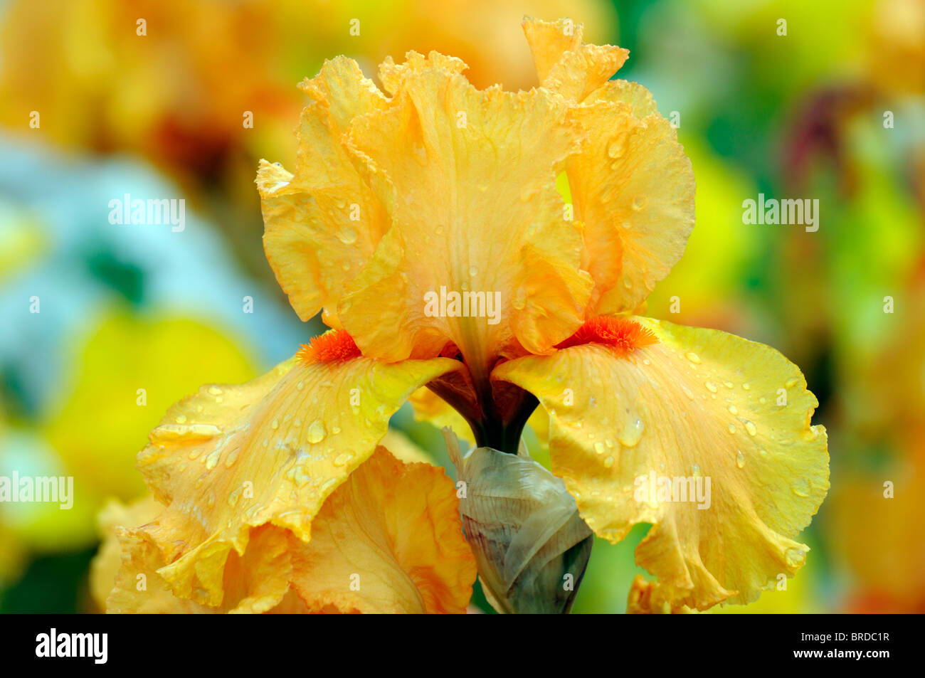 Gold iris flower hi-res stock photography and images - Alamy