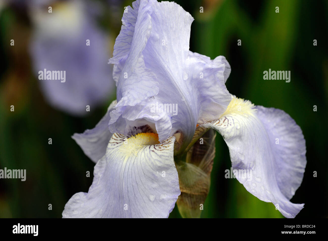 iris jane phillips Bearded Iris germanica German Iris Rhizomatous flax ...
