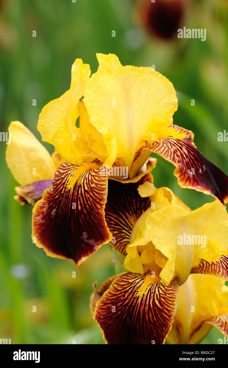 iris high command Bearded Iris germanica German Iris Rhizomatous yellow ...