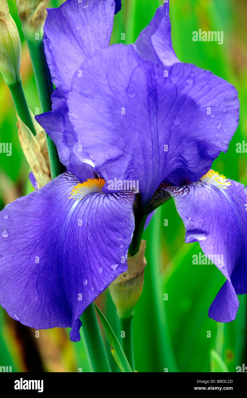 iris joan lay Bearded Iris germanica German Iris Rhizomatous blue ...