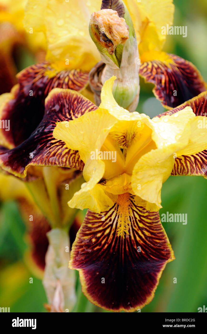 iris high command Bearded Iris germanica German Iris Rhizomatous yellow ...