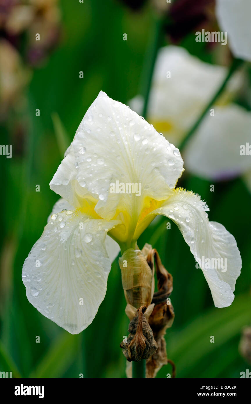 iris lugano Bearded Iris germanica German Iris Rhizomatous white yellow ...