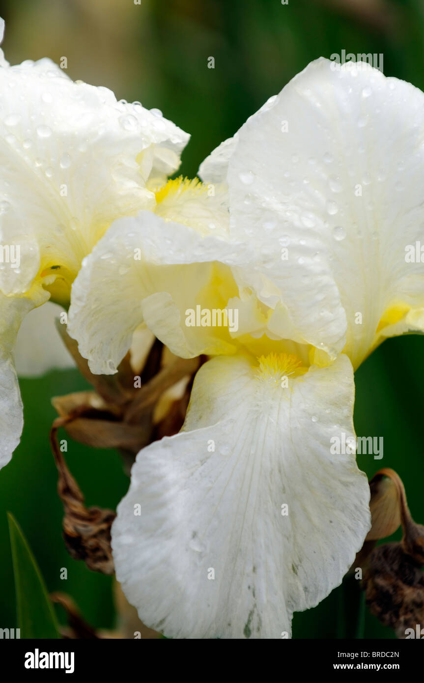 iris lugano Bearded Iris germanica German Iris Rhizomatous white yellow ...