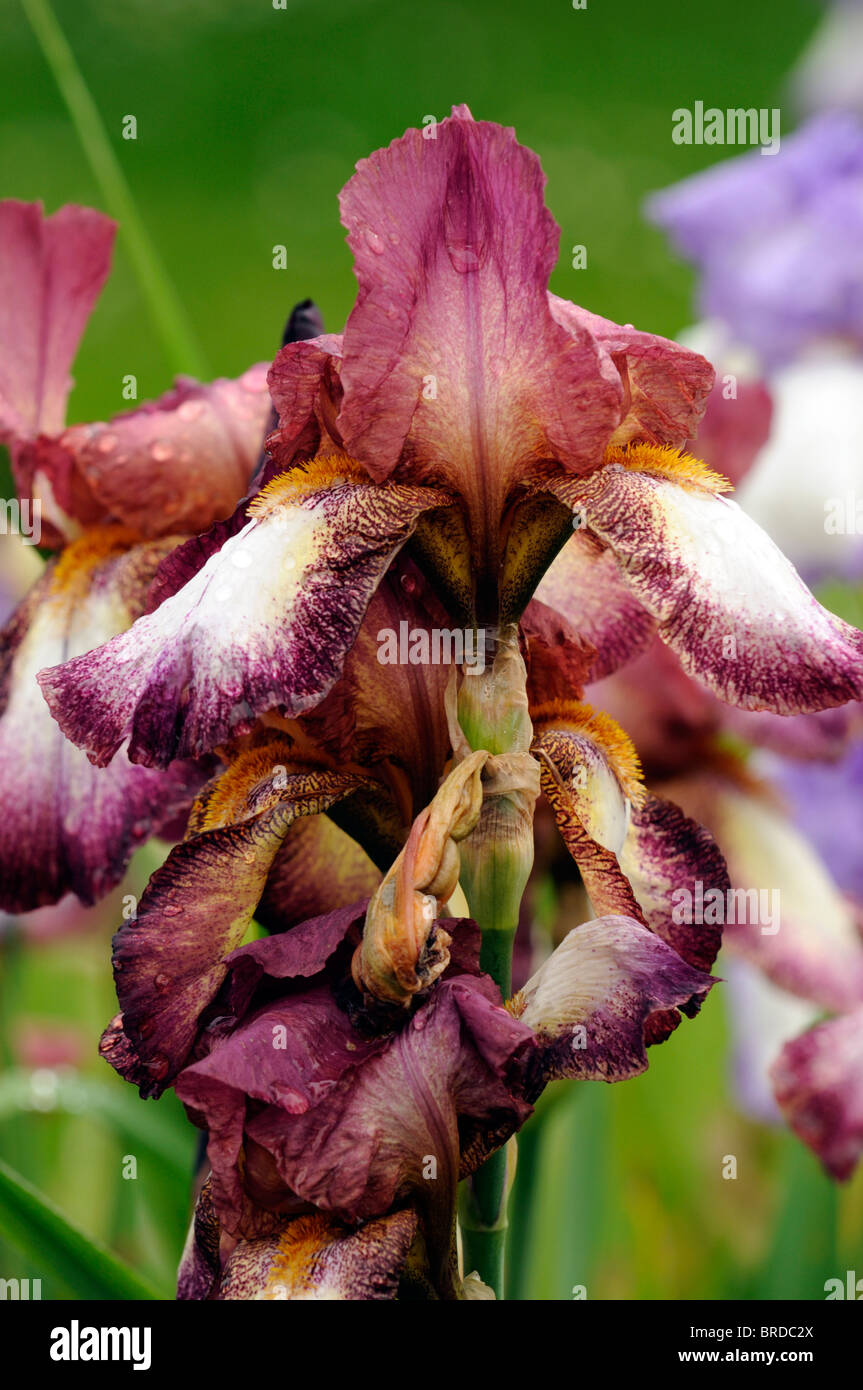 iris my mary Bearded Iris germanica German Iris Rhizomatous red-purple ...