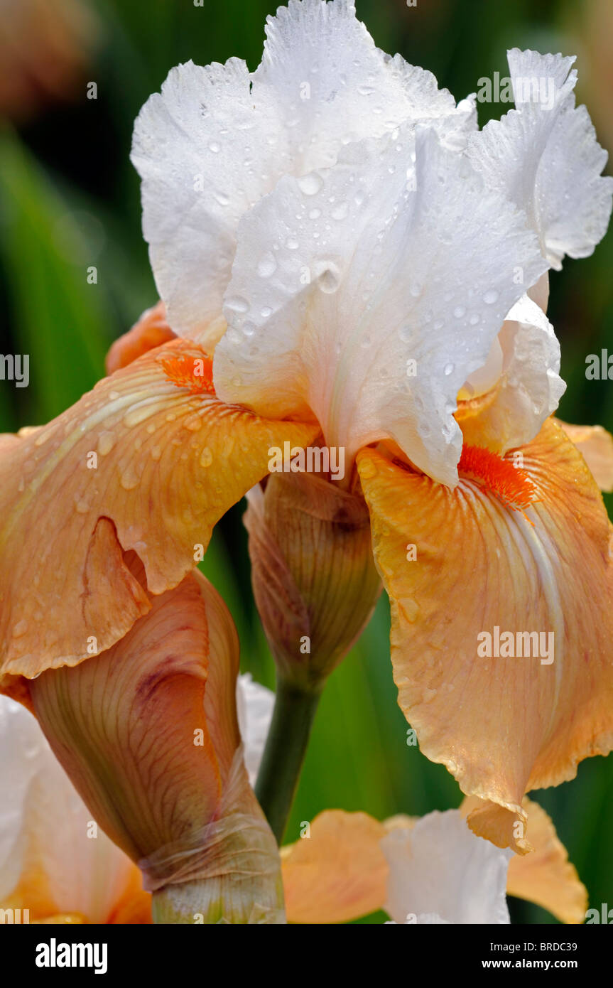 iris peach melba Bearded Iris germanica German Iris Rhizomatous peach ...