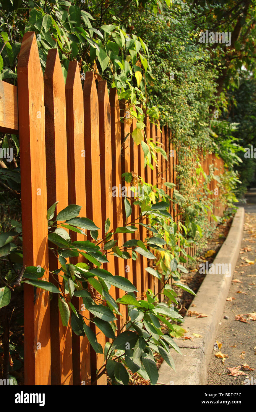 Orange wooden fence with green leaves and twigs Stock Photo - Alamy