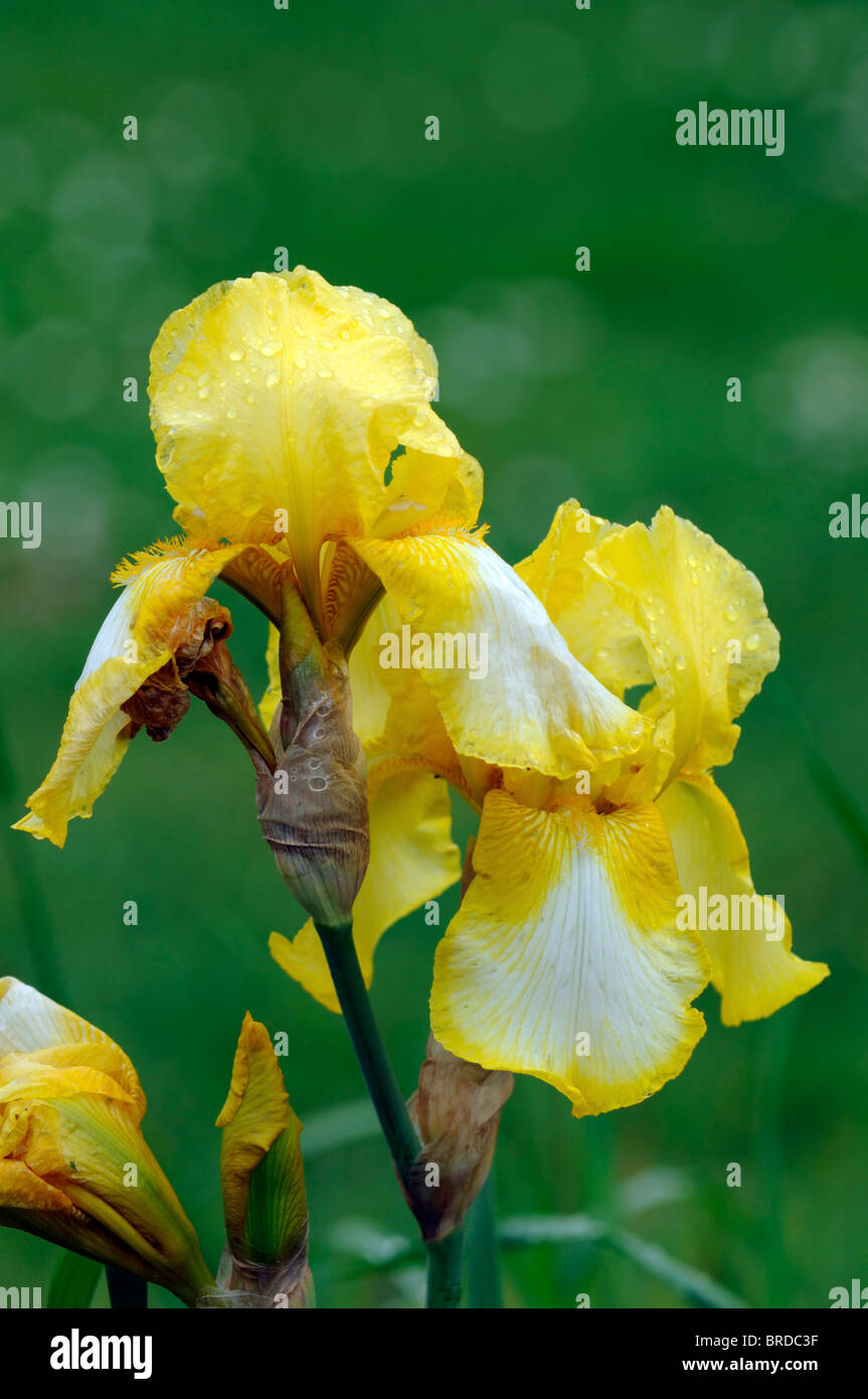 iris lemon drop Bearded Iris germanica German Iris Rhizomatous lemon ...