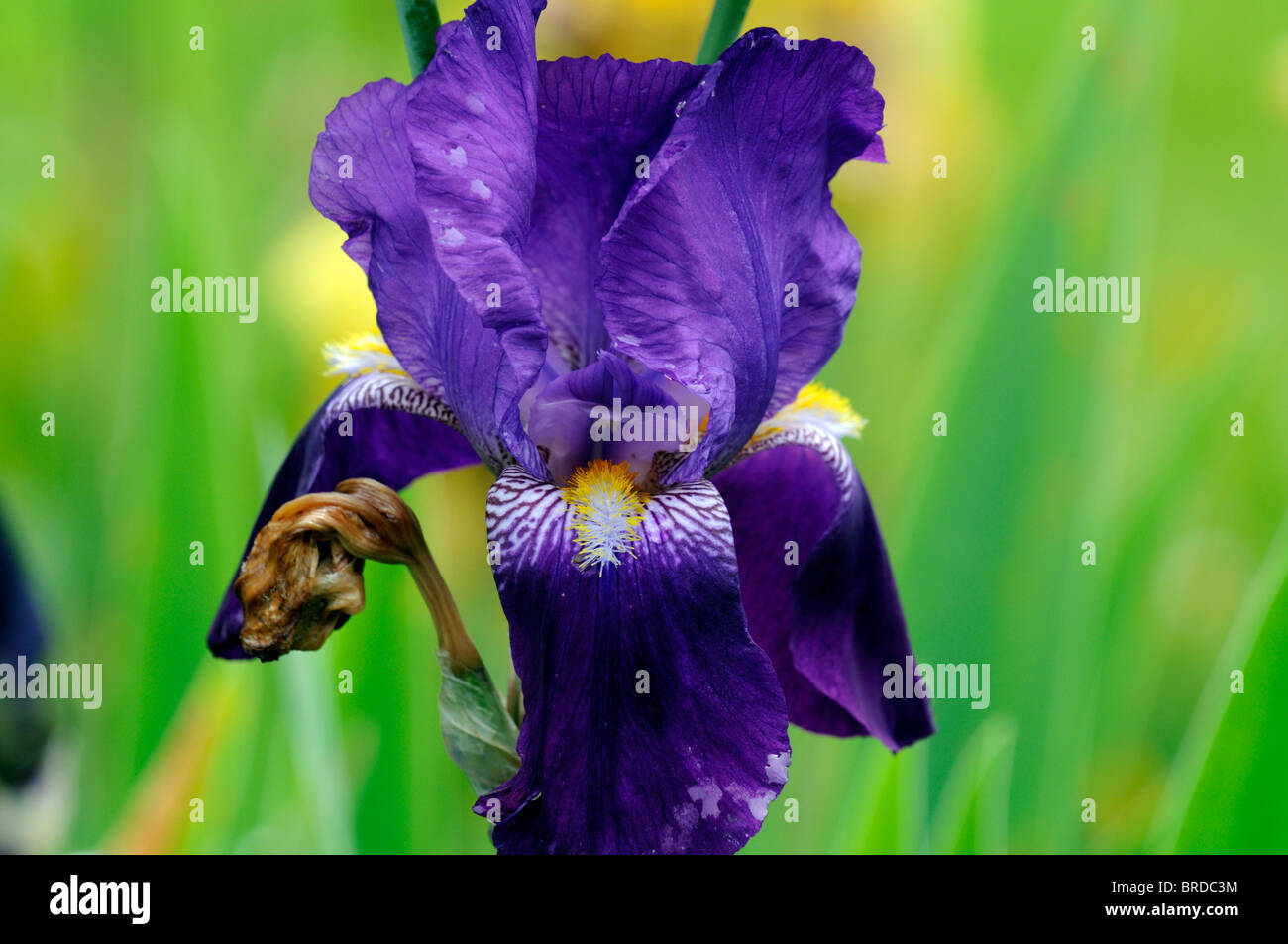 iris pioneer Bearded Iris germanica German Iris Rhizomatous dark blue ...