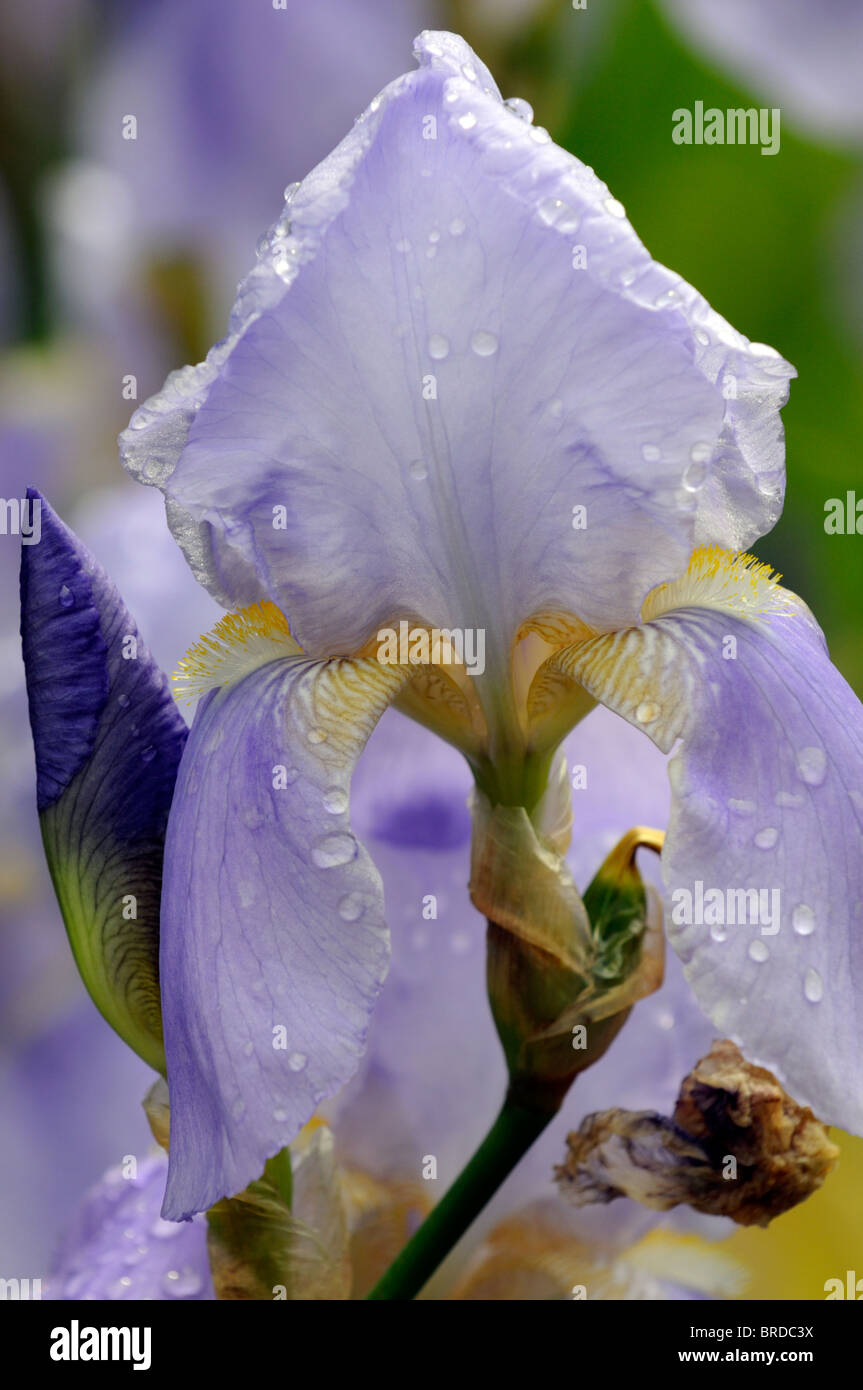 Iris germanica hi-res stock photography and images - Alamy