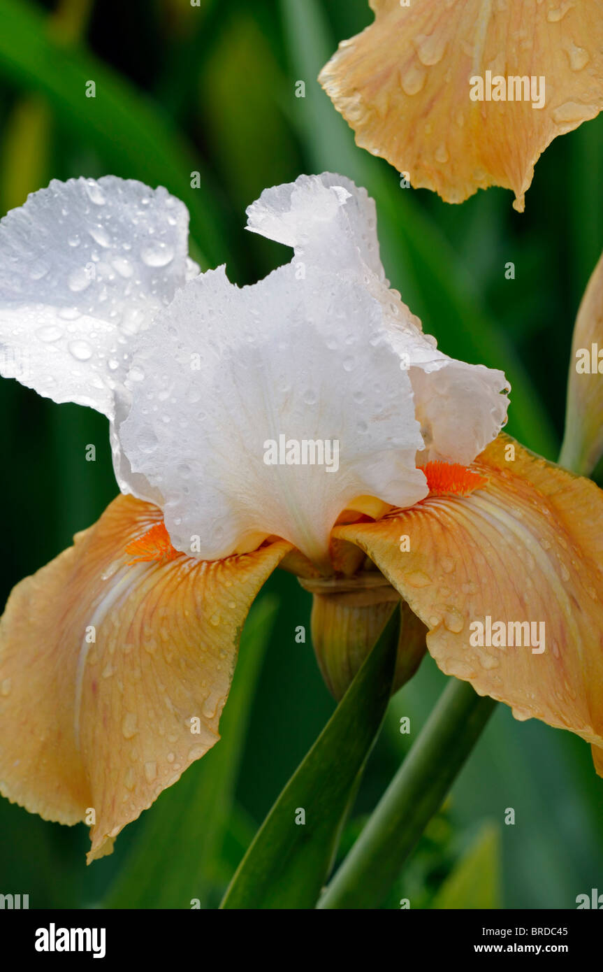 iris peach melba Bearded Iris germanica German Iris Rhizomatous peach ...