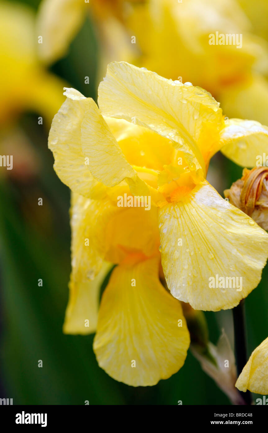 Gold iris flower hi-res stock photography and images - Alamy