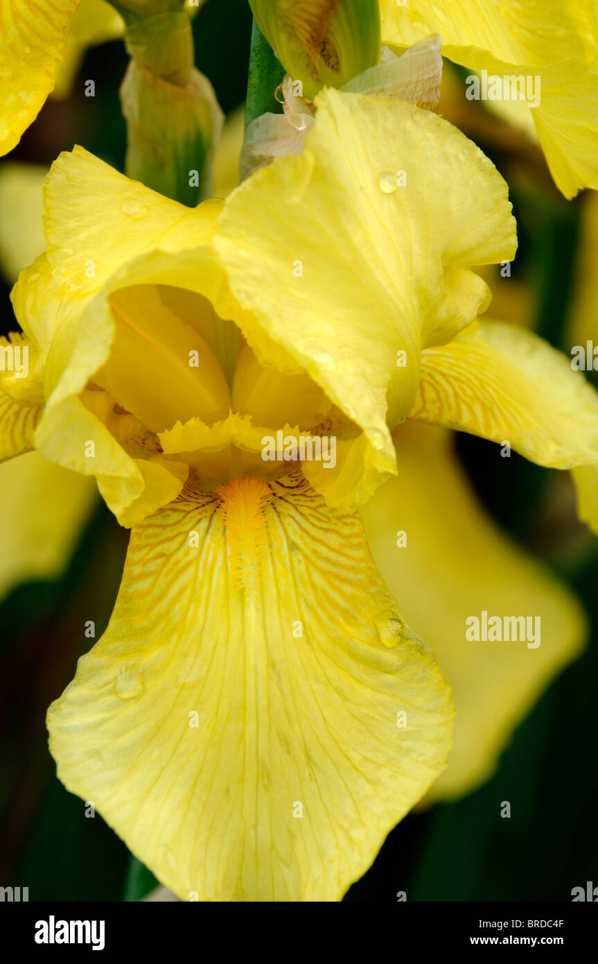 iris golden planet Bearded Iris germanica German Iris Rhizomatous lemon ...