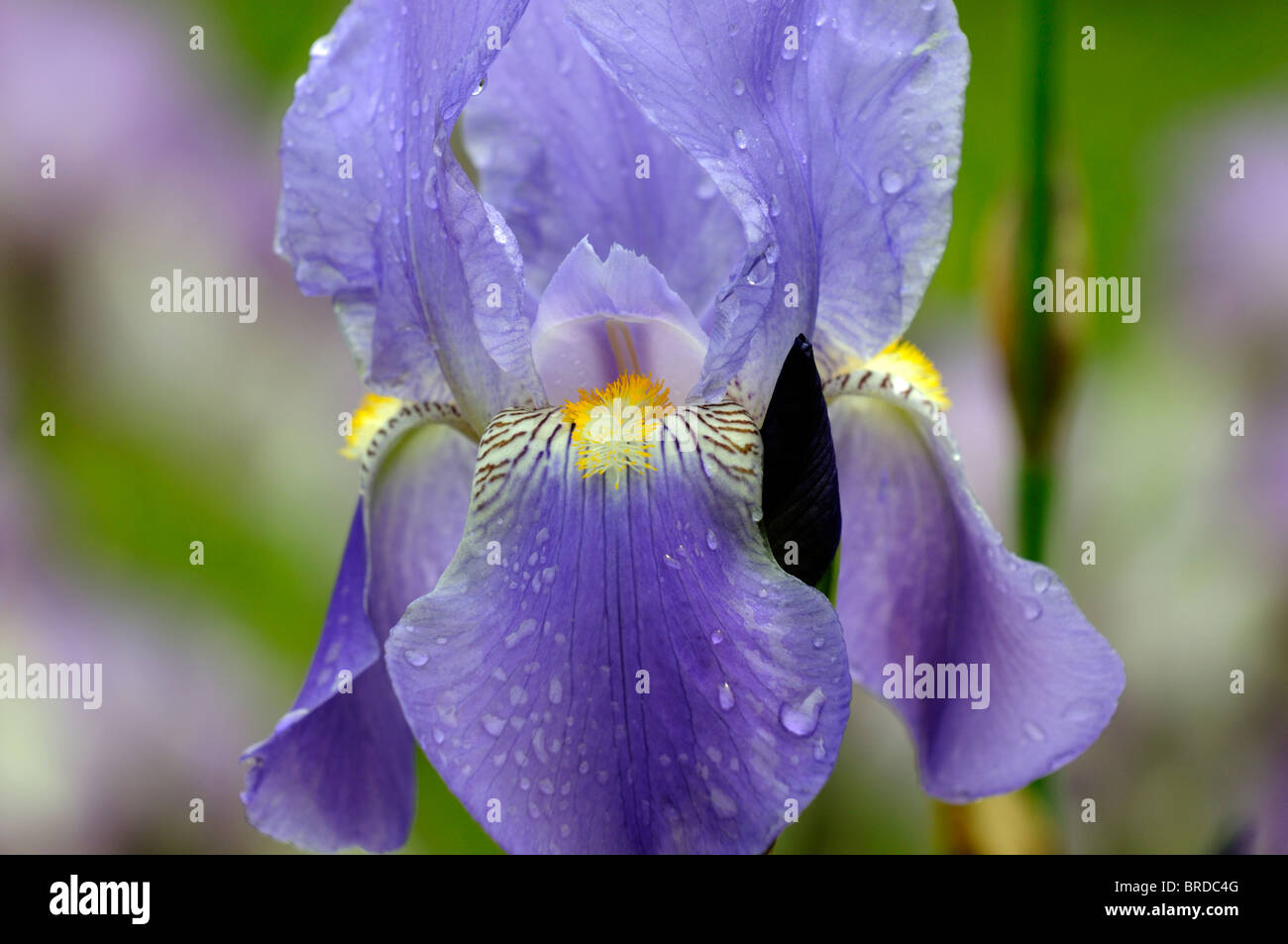 iris realm Bearded Iris germanica German Iris Rhizomatous blue colour ...