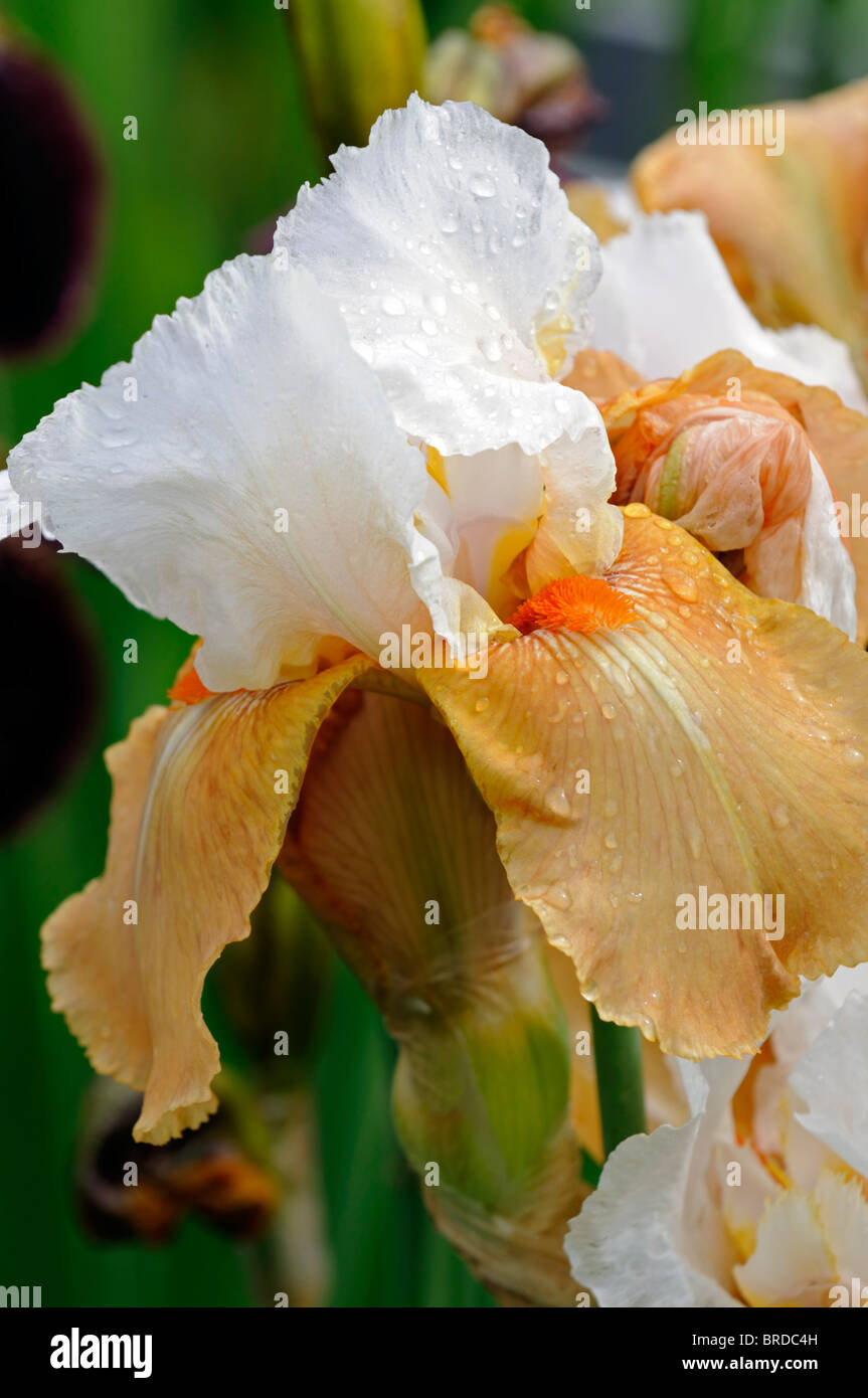 iris peach melba Bearded Iris germanica German Iris Rhizomatous peach ...