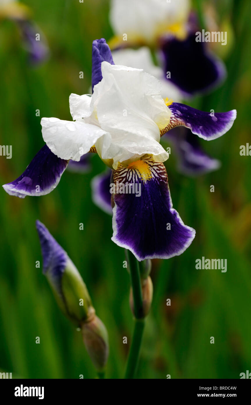 iris wabash Bearded Iris germanica German Iris Rhizomatous colour white ...