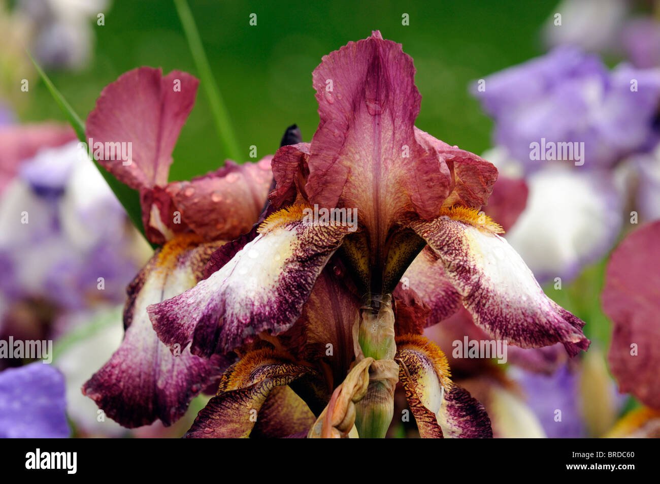iris my mary Bearded Iris germanica German Iris Rhizomatous red-purple ...