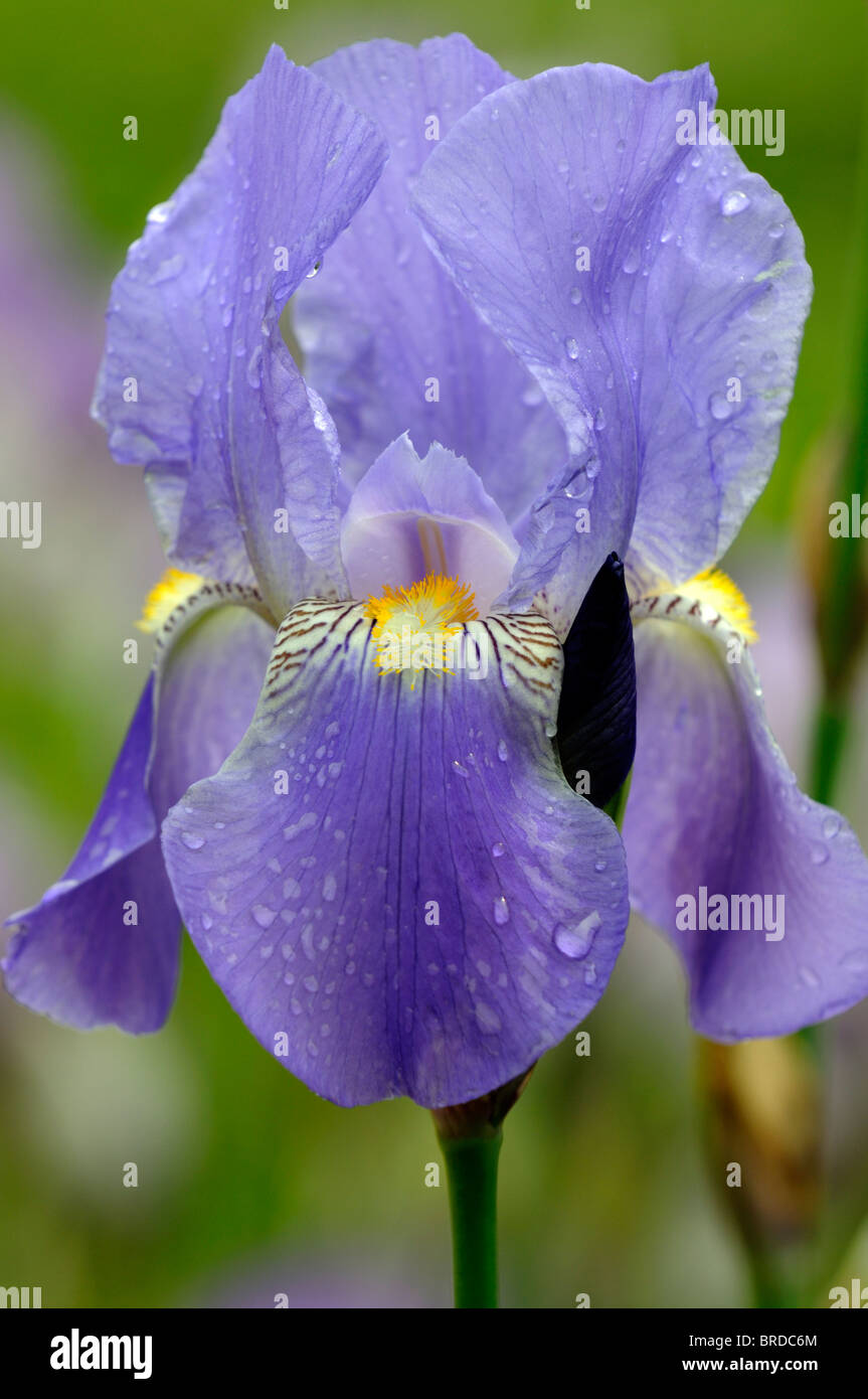 iris realm Bearded Iris germanica German Iris Rhizomatous pale ...