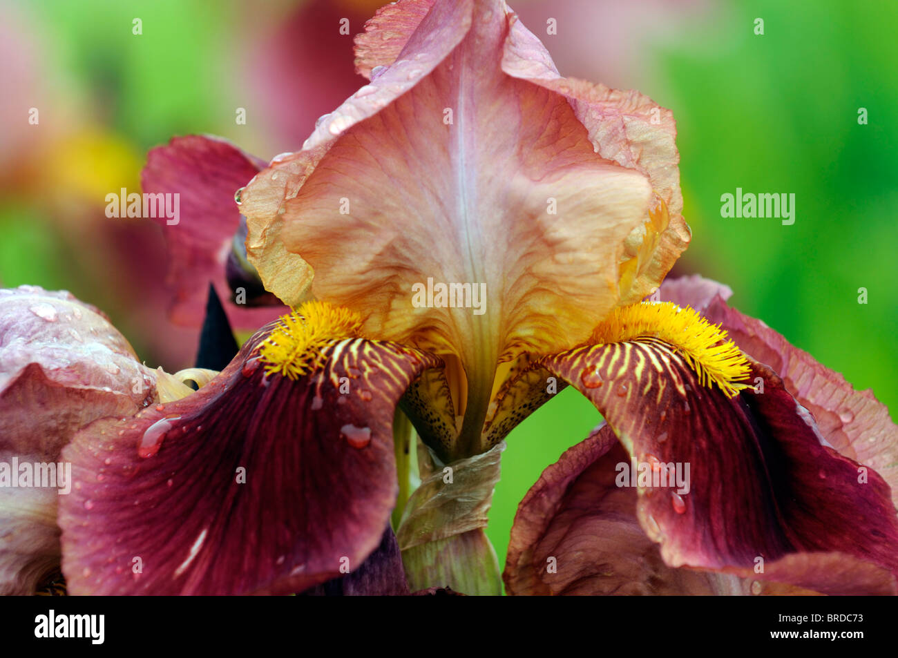 iris rosy wings Bearded Iris germanica German Iris Rhizomatous rust red ...