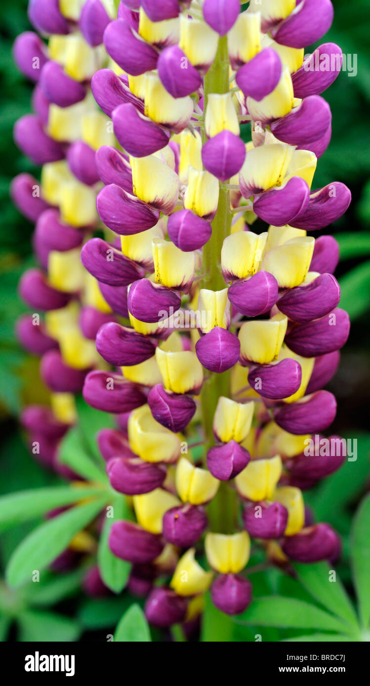 Lupinus russell hybrid hi-res stock photography and images - Alamy