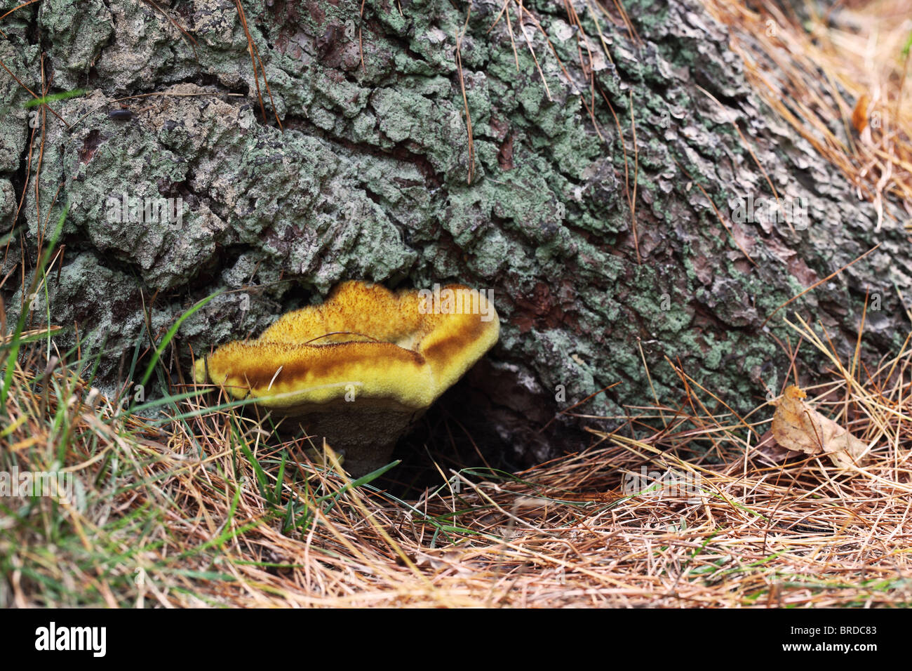 Tree Fungus Yellow High Resolution Stock Photography and Images - Alamy