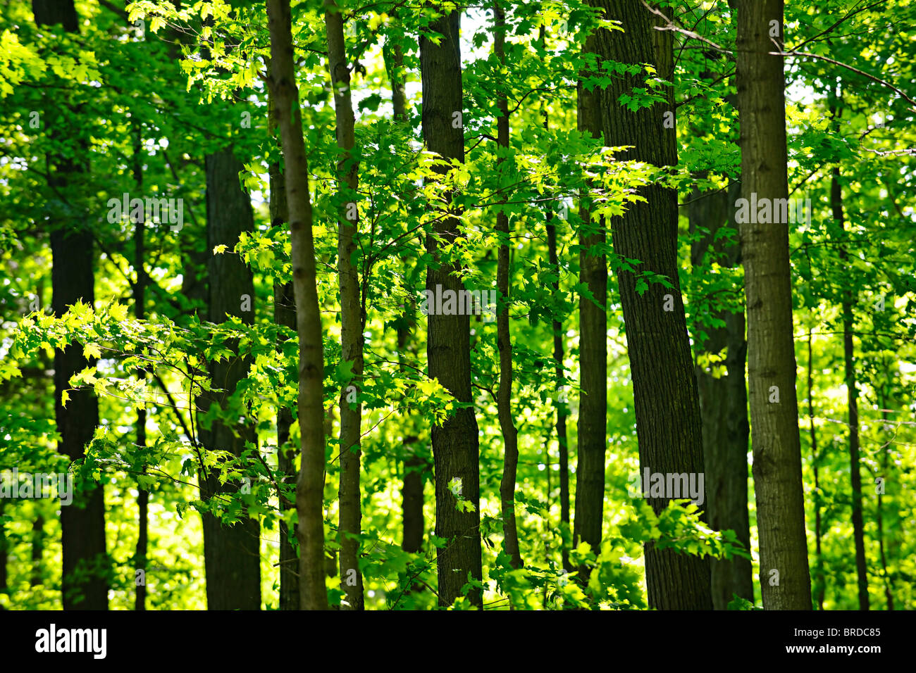 Landscape of lush young green forest with maple trees Stock Photo - Alamy