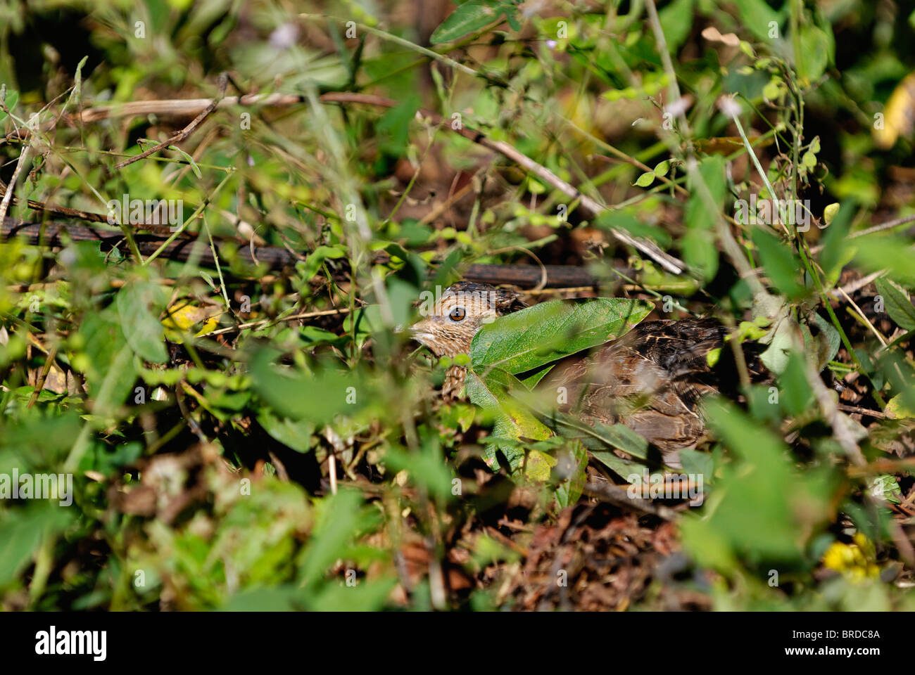 Camouflage cover hi-res stock photography and images - Alamy
