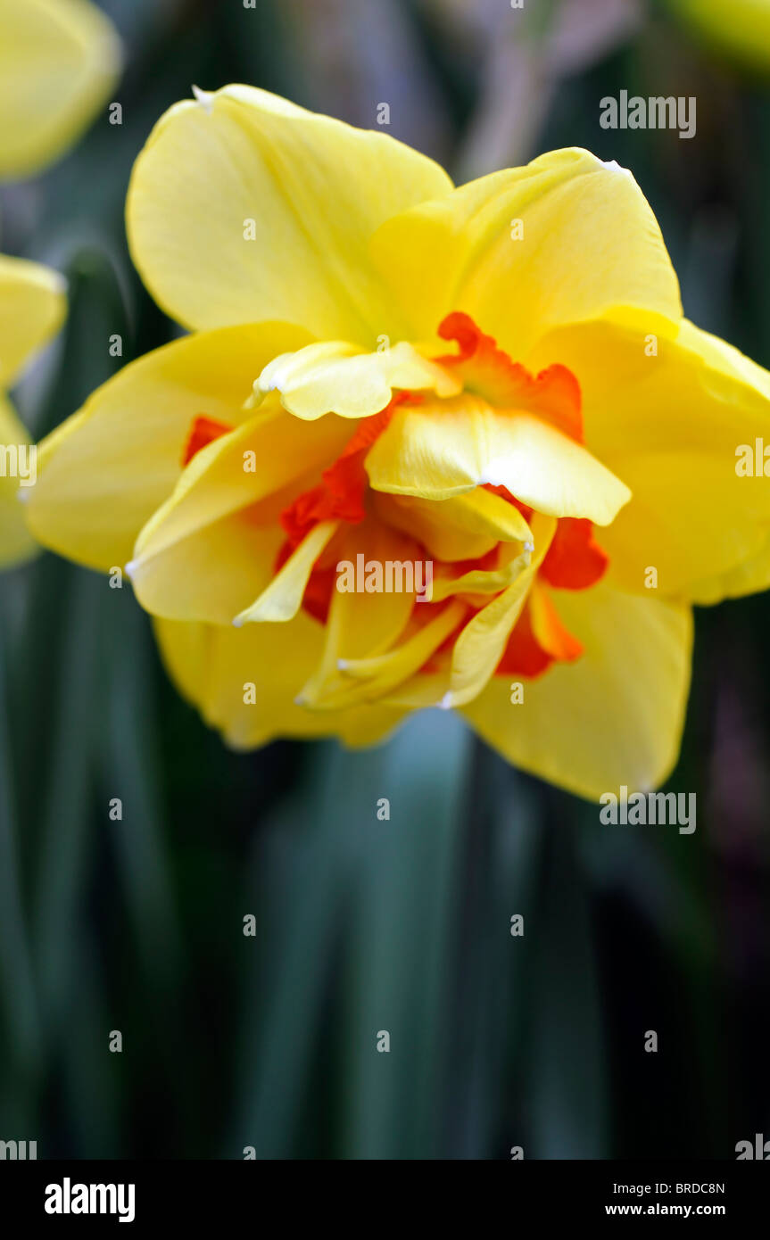 Daffodil Tahiti Narcissus Tahiti Bright yellow petals and an orange ...