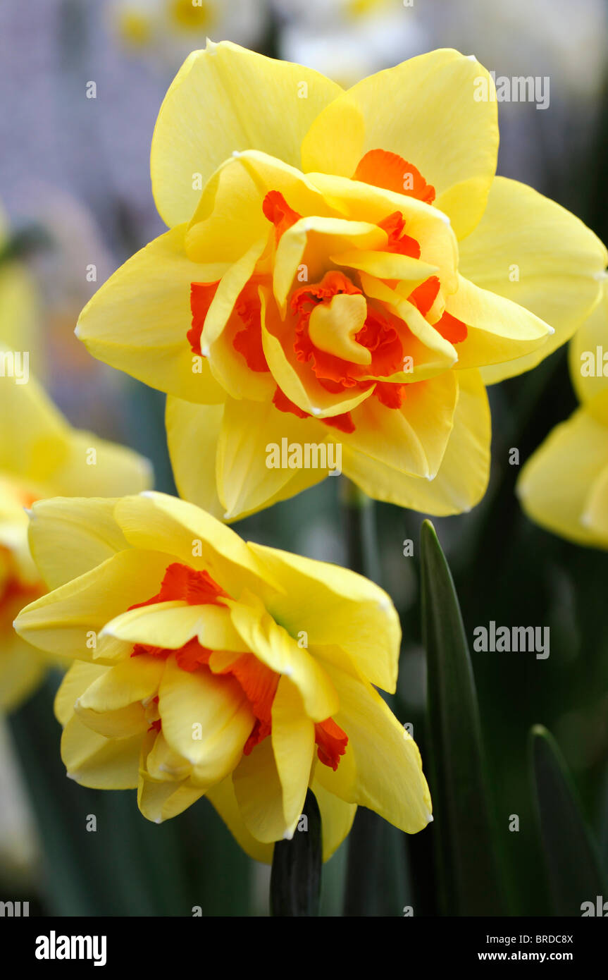 Daffodil Tahiti Narcissus Tahiti Bright yellow petals and an orange ...
