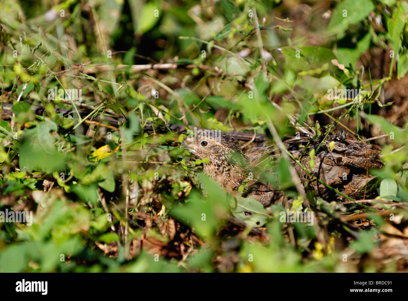 Camouflage cover hi-res stock photography and images - Alamy