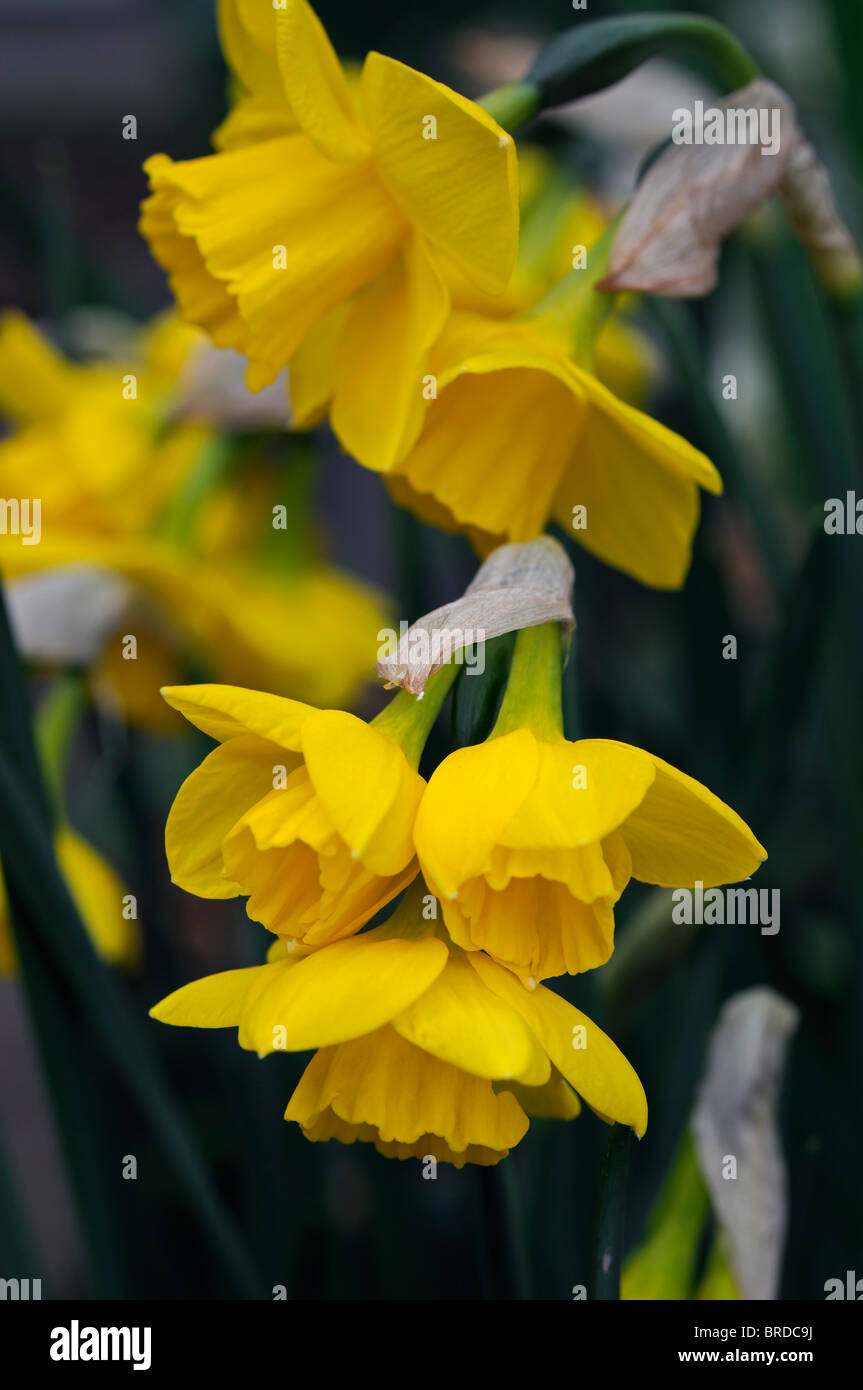 narcissus quail vigorous yellow daffodil Fragrant yellow flowers bloom ...