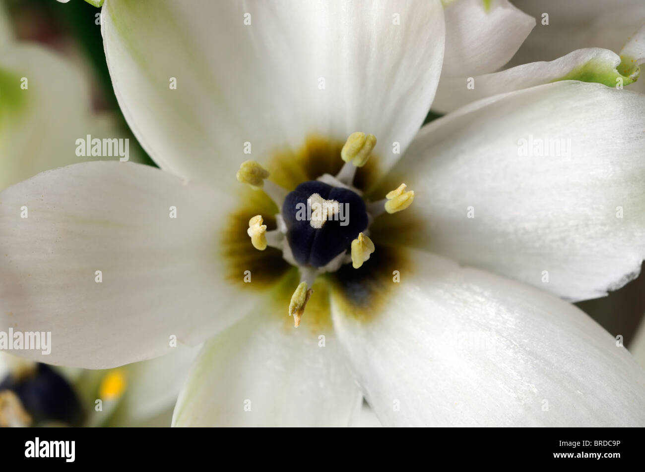 Ornithogalum thyrsoides Wonder-flower Cape Chincherinchee white bloom ...