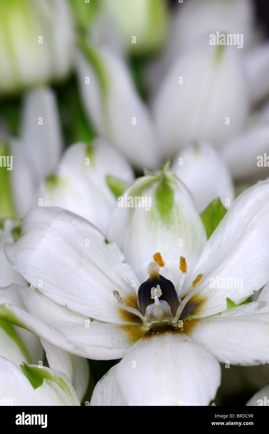 Ornithogalum thyrsoides Wonder-flower Cape Chincherinchee white bloom ...