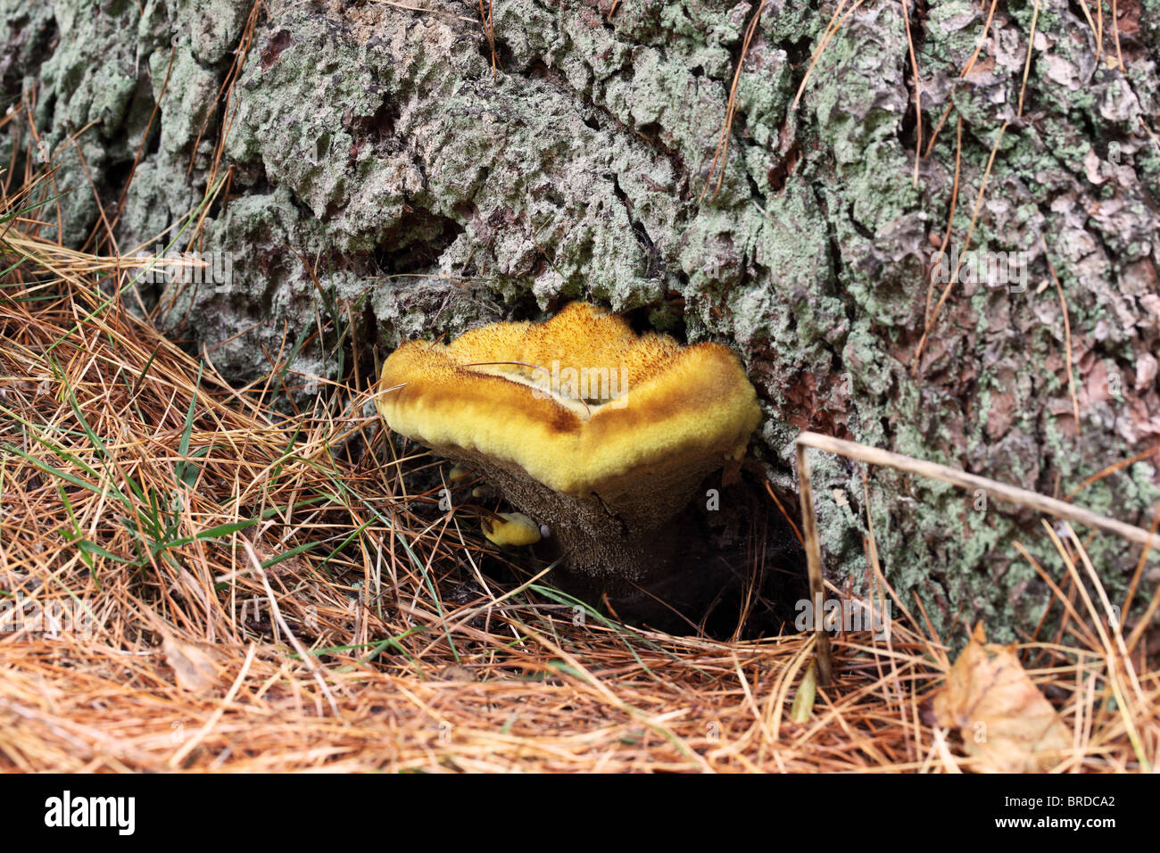 Yellow Tree Fungus High Resolution Stock Photography and Images - Alamy