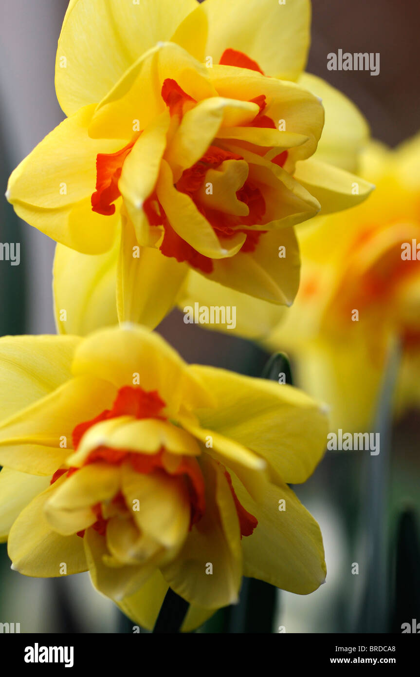 Daffodil Tahiti Narcissus Tahiti Bright yellow petals and an orange ...